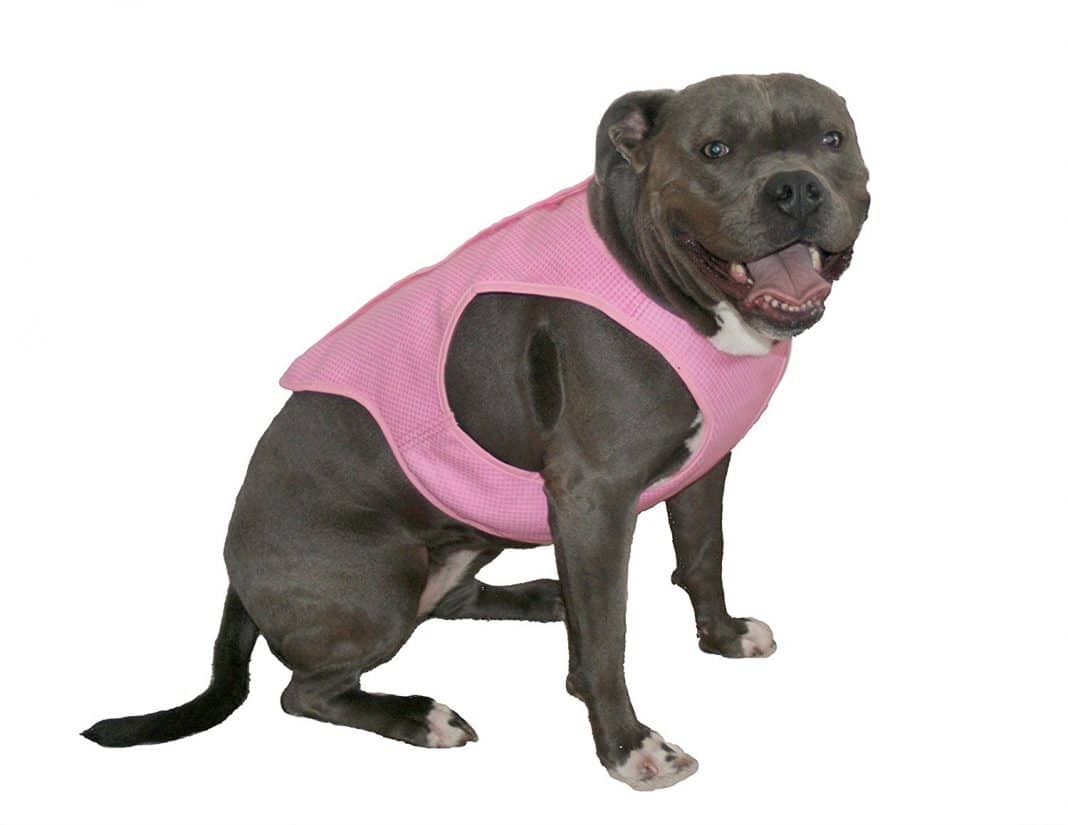 The Best Dog Cooling Vests in 2023 | PawGearLab The Best Dog Cooling Vests in 2023 | PawGearLab