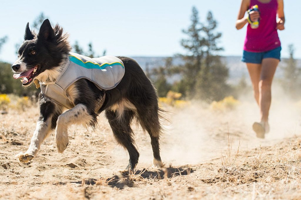 The Best Dog Cooling Vests in 2023 | PawGearLab The Best Dog Cooling Vests in 2023 | PawGearLab