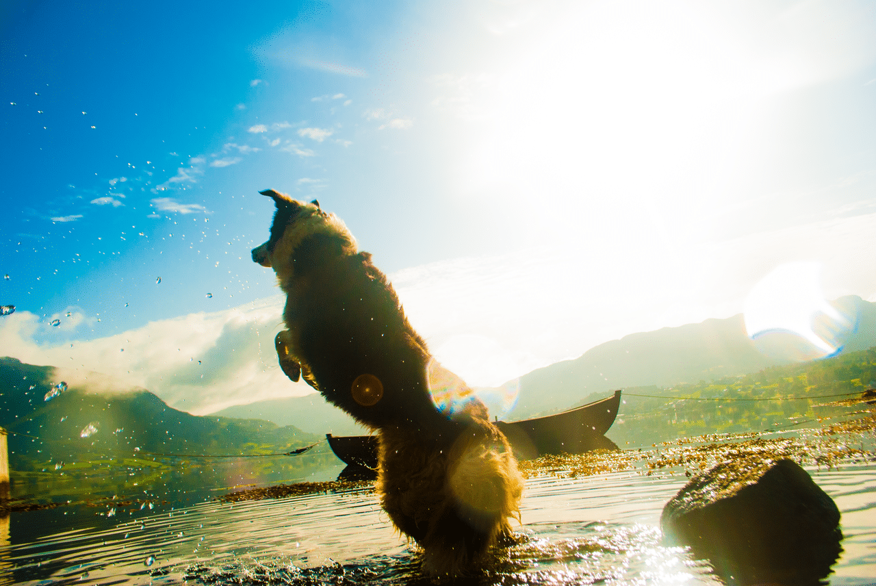 How to Teach Your Dog: Stand | PawGearLab