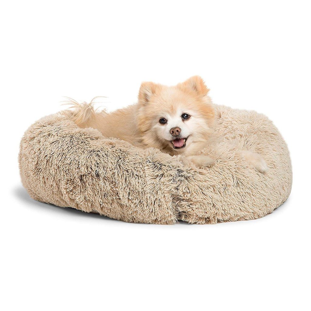 The Best Small Dog Beds in 2025 | PawGearLab