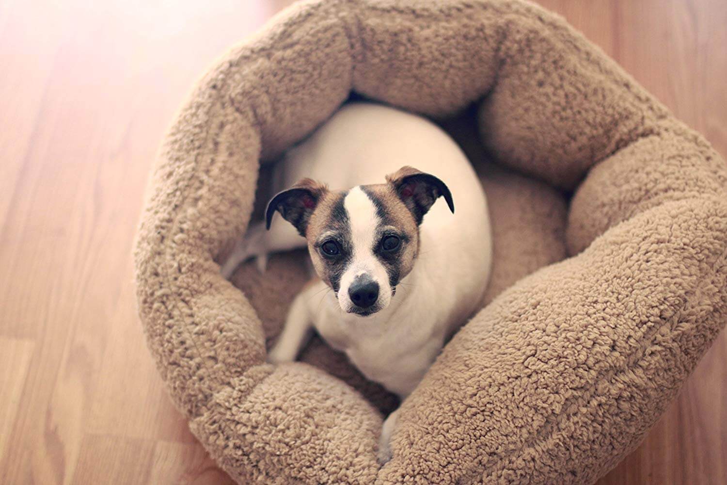 The Best Small Dog Beds In 2025 PawGearLab the-best-small-dog-beds-in-2025-pawgearlab