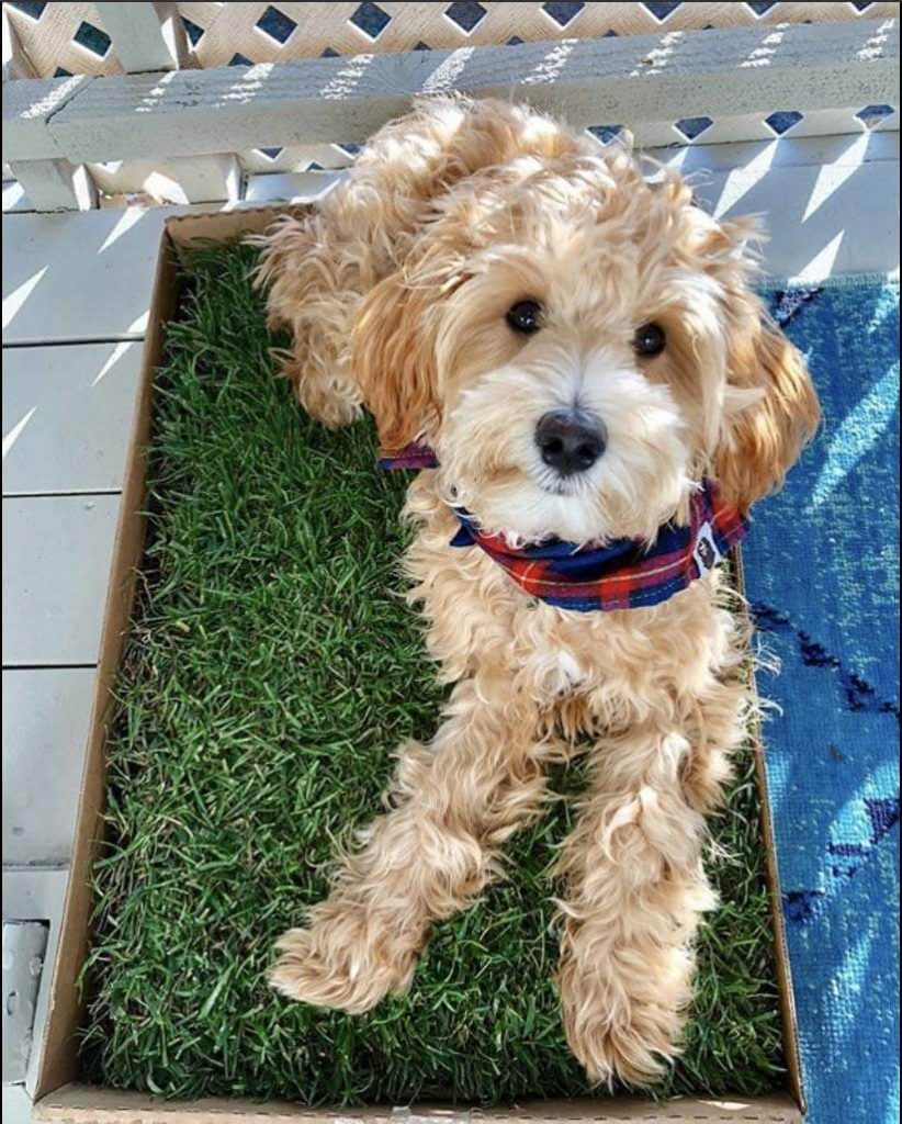 The Best Indoor Dog Potties in 2025 | PawGearLab