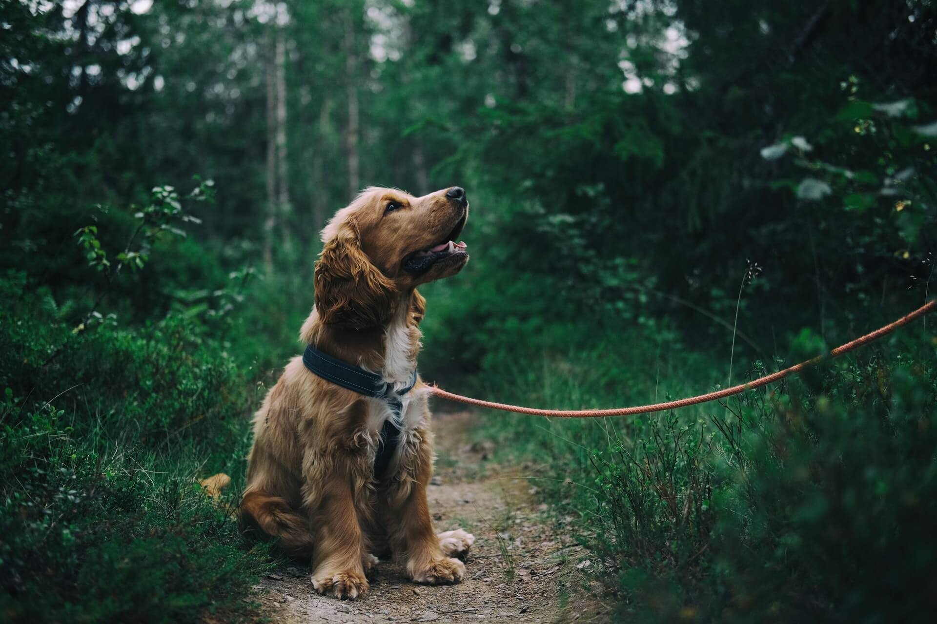 How to Teach Your Dog: Loose Leash Walking | PawGearLab