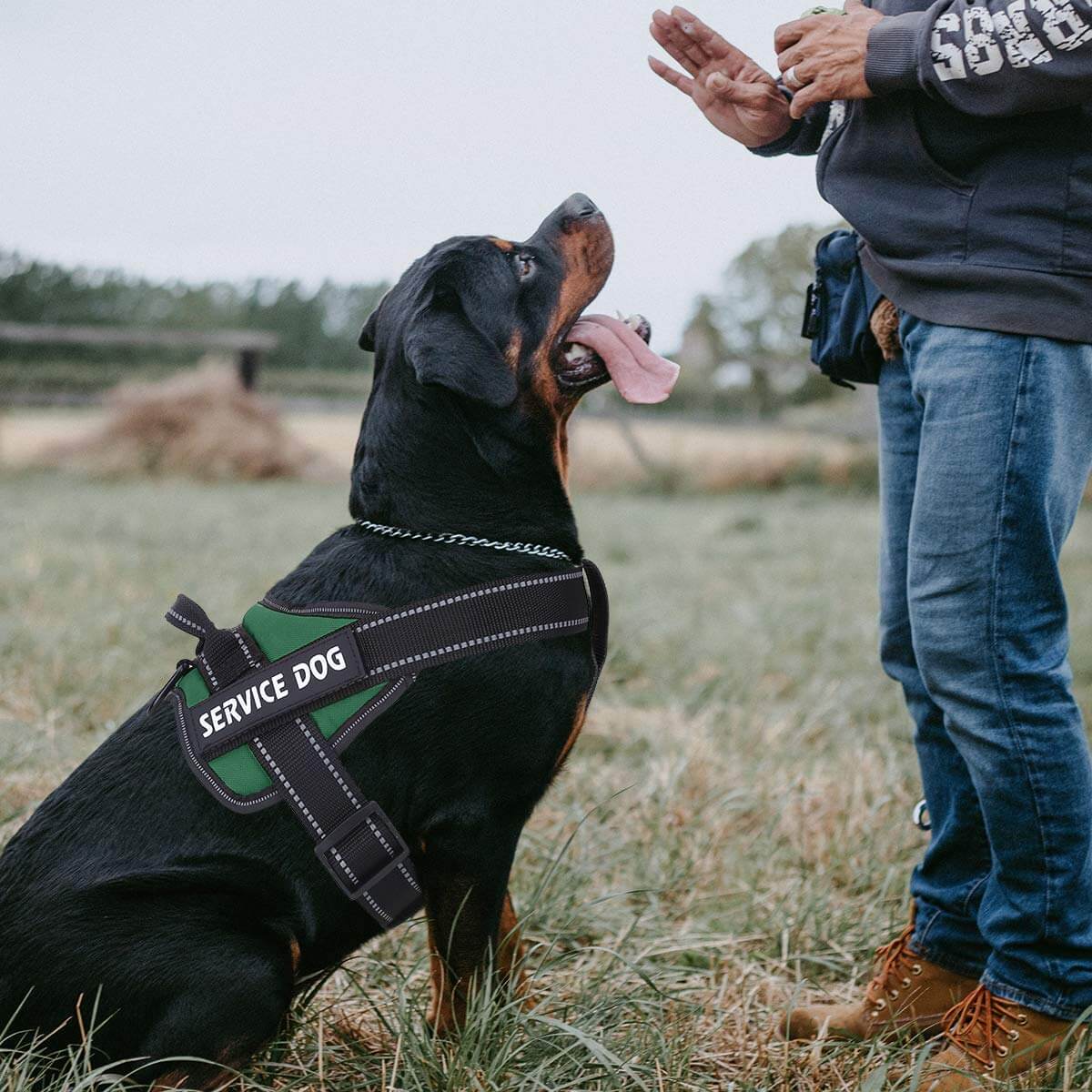 The Best Service Dog Vests in 2025 | PawGearLab