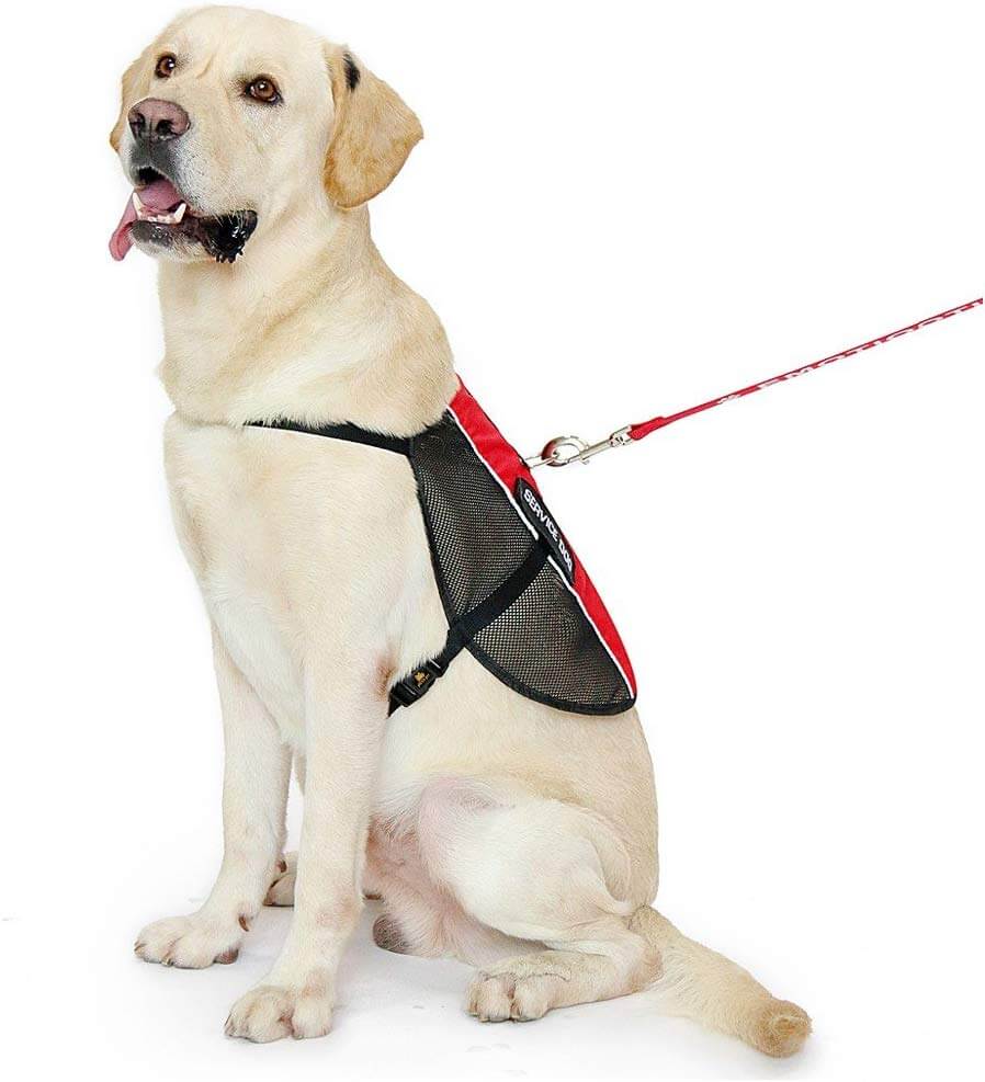 The Best Service Dog Vests in 2025 | PawGearLab