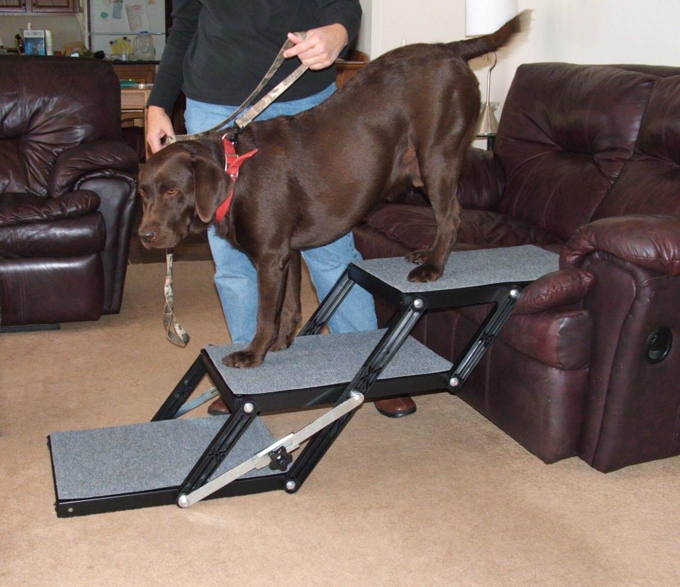 How to Choose a Dog Trainer | PawGearLab