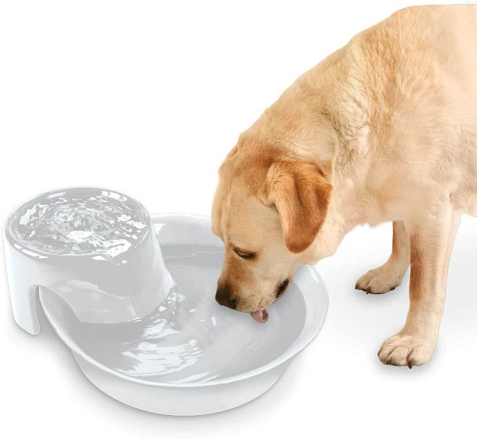 Dog Water Fountains and Waterer | PawGearLab