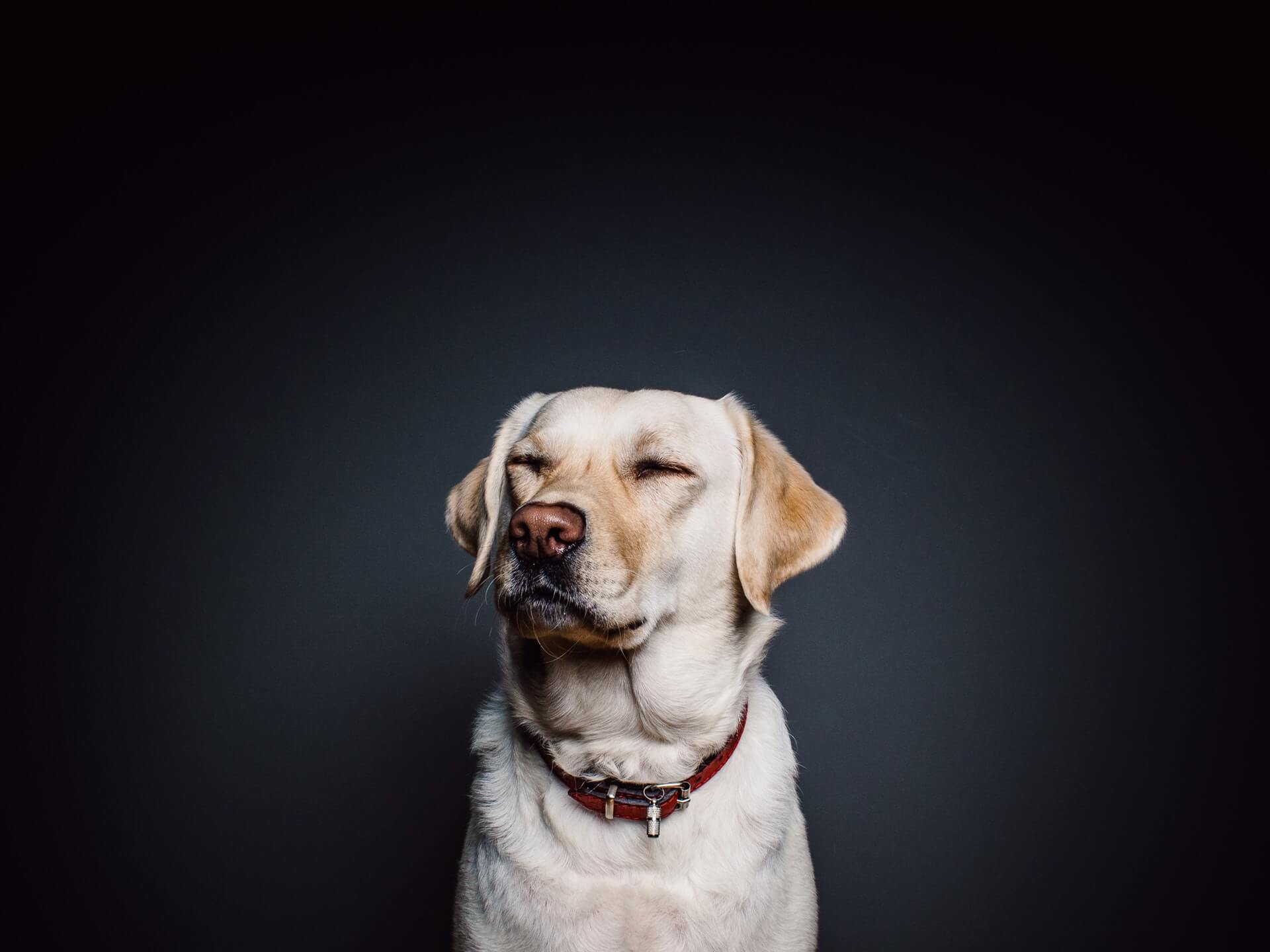 Chapter 2: The Well-Being Training System | PawGearLab